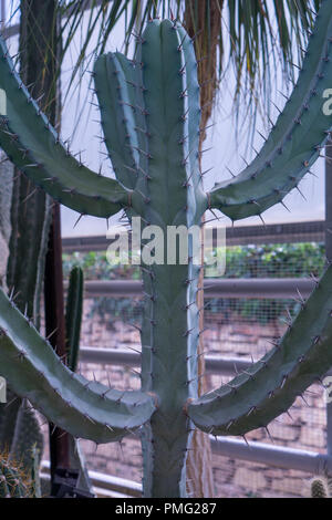 Spiky cactus on point Stock Photo - Alamy