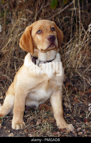 Cute blonde Labrador Puppy Stock Photo - Alamy