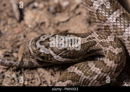 A juvenile Great Plains Ratsnake (Pantherophis emoryi) encountered ...
