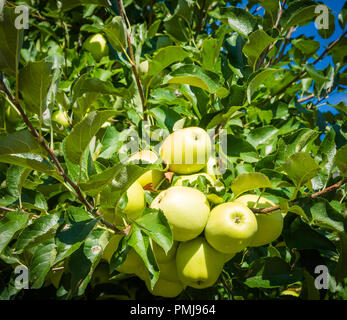 Golden Gala apples Trentino Alto Adige Italy Stock Photo - Alamy