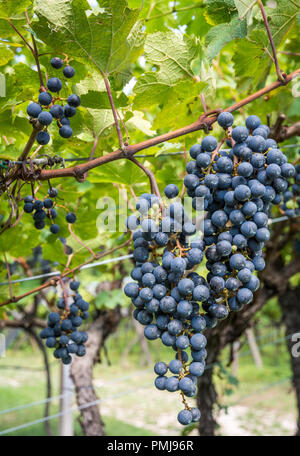 Lagrein grape variety. Lagrein is a red wine grape variety native to ...