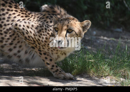 Wild cheetah ready to pounce on Safari in Sabie Sands Stock Photo - Alamy