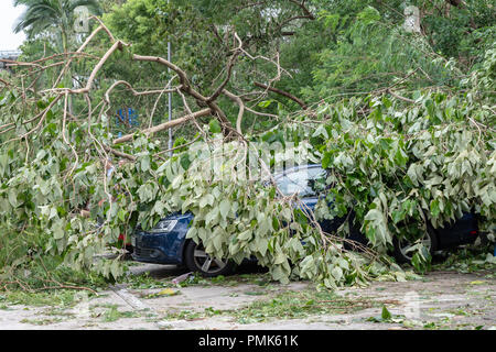 Fallen tree blocking road, Typhoon Mangkhut aftermath in Shenzhen ...