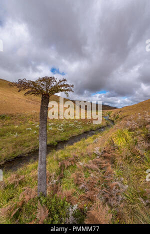 The beautiful Pungwe river seen in Zimbabwe's Nyanga National Park ...