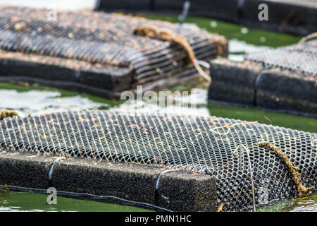 Oyster farming equipment and traps along the Damariscotta River in ...