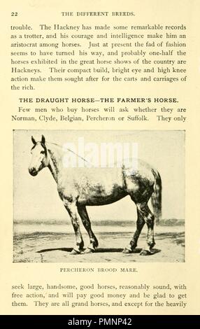 Biggle horse book (Page 22) BHL22134760 Stock Photo - Alamy