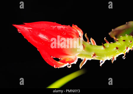 Nopalxochia ackermannii Kunth, Cactus flower Stock Photo - Alamy