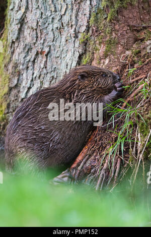 Beaver, European beaver, Castor fiber, Spessart, Bavaria, Germany Stock ...