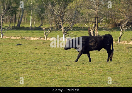 Camargue Cattle (Bos taurus), Bull, Swimming, France Stock Photo - Alamy