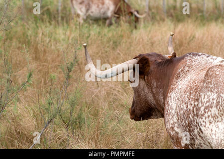 Bull (Bos taurus) Cross breeds, Longhorn x spanish cattle, Camargue ...