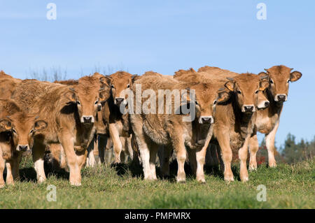 Aubrac (Bos taurus) Cattle, Calves, France Stock Photo - Alamy