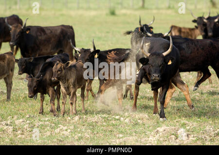 Camargue cattle with calves (Bos taurus), France // Vache Camargue ...