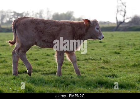 Limousine cattle (Bos taurus), Calf, France Stock Photo - Alamy