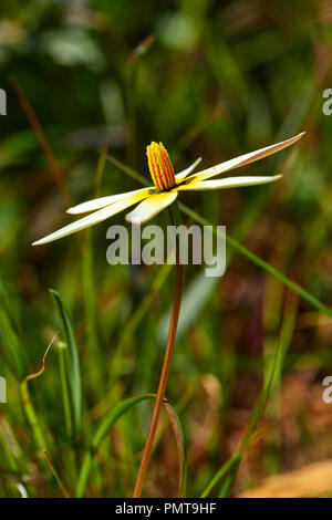 Peacock Cape Star, Pauridia capensis, in flower; western Cape, South ...