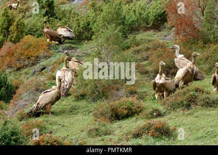 vautour fauve Griffon Vulture Gyps fulvus Feeding on a dead animal ...