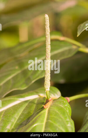 Long black pepper (Also called as Pipli in Indian, capsicum frutescens ...
