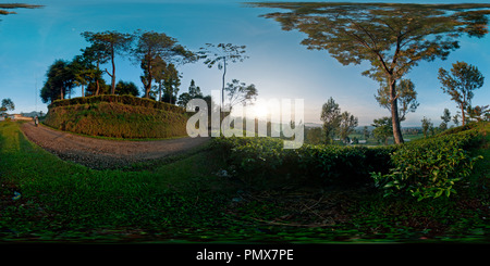 360° view of Tea Plantation, Desa Sukawana, Bandung - Alamy