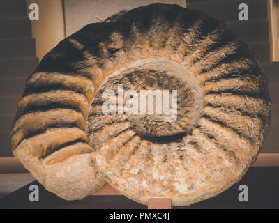 fossil big spiral shell closeup limestone in museum Stock Photo - Alamy
