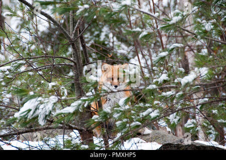 A view of a beautiful red fox behind branches in a forest Stock Photo ...