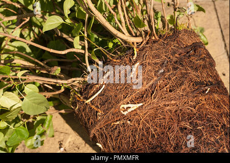 Suffocating conditions for plant growth, overcrowded cramped roots of ...