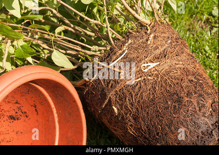 Suffocating conditions for plant growth, overcrowded cramped roots of ...