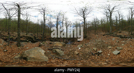360° view of The Beech forest - Alamy