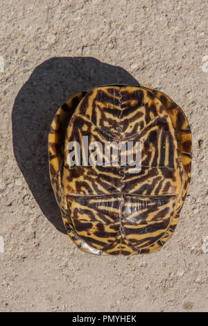 Box Turtle Crossing the Road Stock Photo - Alamy