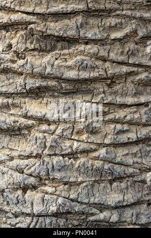 Palm tree bark texture Stock Photo - Alamy