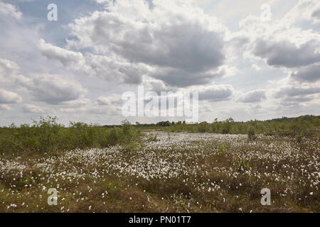 Common cottongrass, Eriophorum angustifolium, and Sphagnum bog Crowle ...