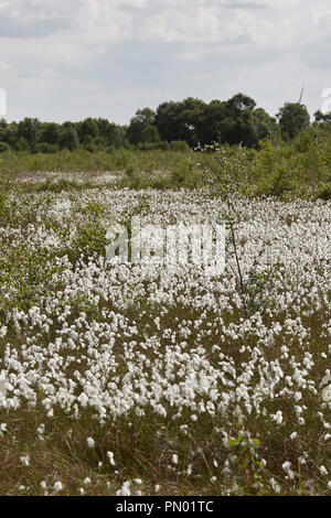 Common cottongrass, Eriophorum angustifolium, and Sphagnum bog Crowle ...
