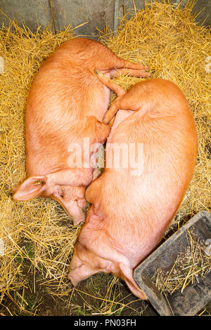 Pigs at the Westmorland County Show, near Kendal, Cumbria, UK Stock ...