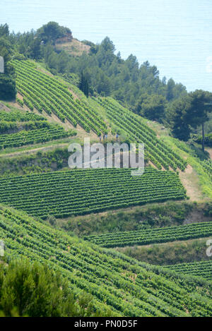Vineyard Terraces or Terraced Vineyards Sloping Down to the Coast at ...