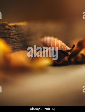 Closeup autumn fall extreme macro texture view of red orange wood sheet ...