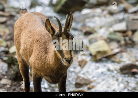 Pyrenean chamois (Rupicapra pyrenaica Stock Photo - Alamy