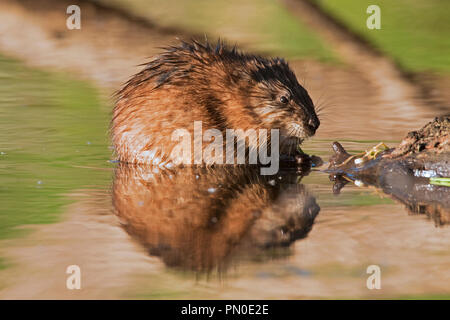 Muskrat (Ondatra zibethicus) introduced species native to North America ...