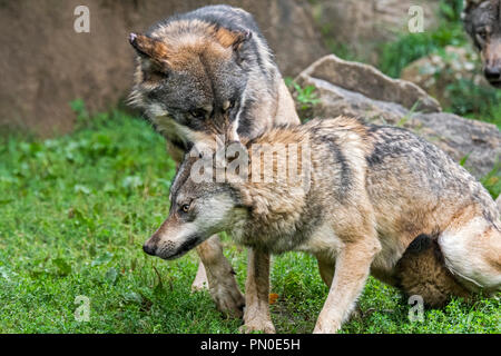 Gray Wolf or Timber Wolf , pack behavior in winter, (Captive Situation ...