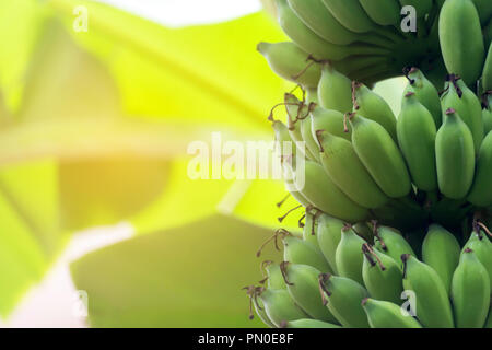 banana plantation on a farm in nature Stock Photo - Alamy