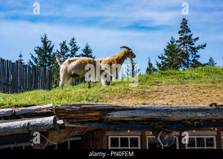 Goats at Goats on Roof Coombs Vancouver island Canada Stock Photo ...
