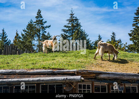 Goats at "Goats on the Roof" boutique retail complex, Coombs, Vancouver ...