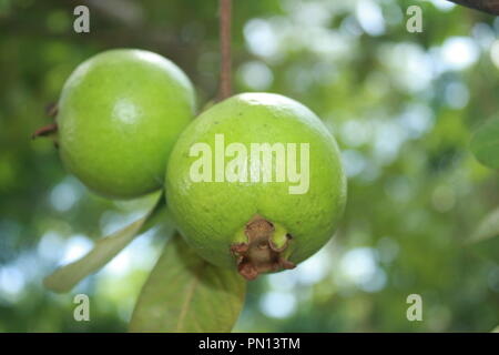 Psidium - Guava Edible Fruit Native To America Stock Photo - Alamy