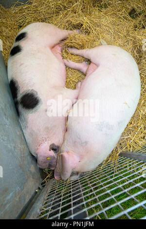 Gloucester Old Spot pigs at the Westmorland County Show, near Kendal ...