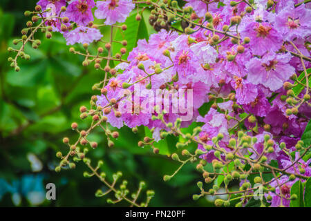 Giant Crape-Myrtle Tree of the species Lagerstroemia speciosa Stock ...