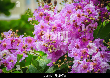 Giant Crape-Myrtle Tree of the species Lagerstroemia speciosa Stock ...