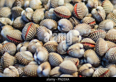 Fresh blood cockle or blood clam (Tegillarca granosa) background. Close ...