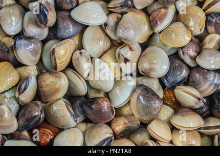 Fresh enamel venus shell (Meretrix lyrata) for sale at the seafood ...