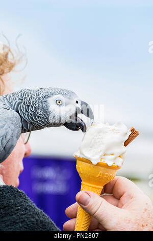 Bird eating ice cream Stock Photo - Alamy