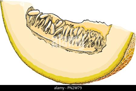 Fruit, Illustration Hand Drawn Sketch of Cantaloupe, Muskmelon Stock ...