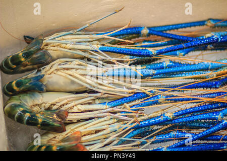 Extra large size of giant malaysian prawn (Macrobrachium rosenbergii ...