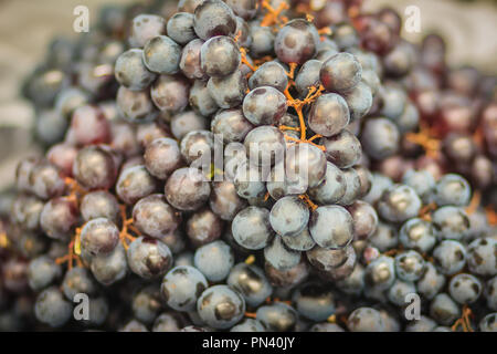 Black Corinth grapes cluster, Champagne grapes isolated on white ...