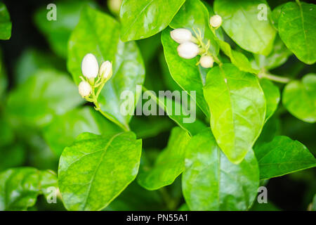 Cluster of budding jasmine flower in the green garden background ...